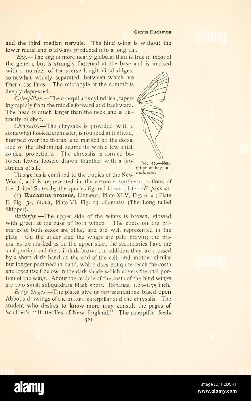 The butterfly book (Page 321, Fig. 152 Stock Photo - Alamy