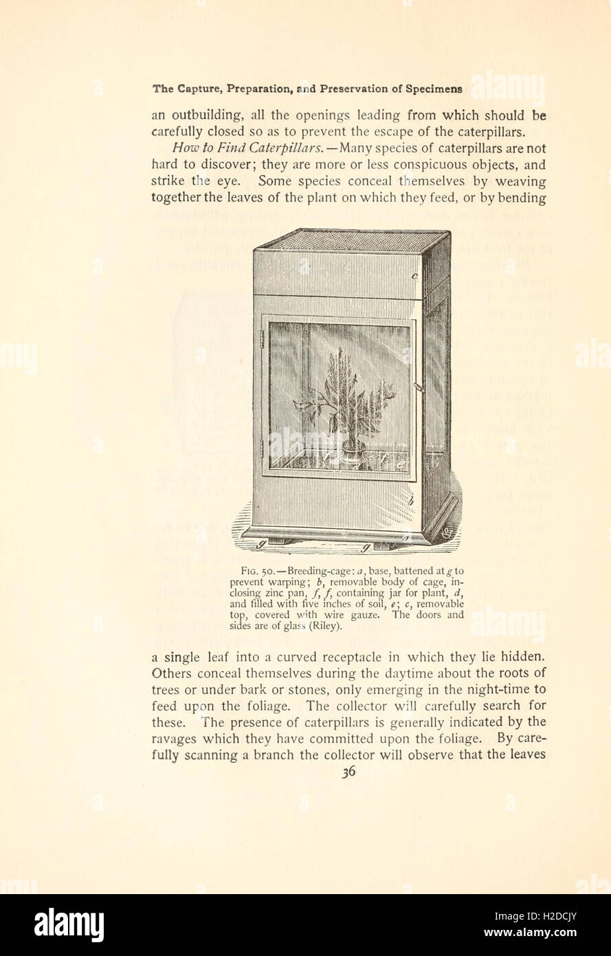 This page of the butterfly book presents detailed illustrations of ...