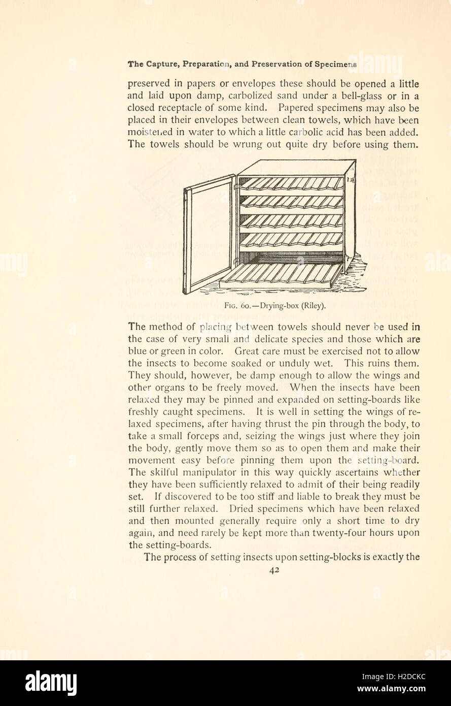 Butterfly 42 hi-res stock photography and images - Alamy