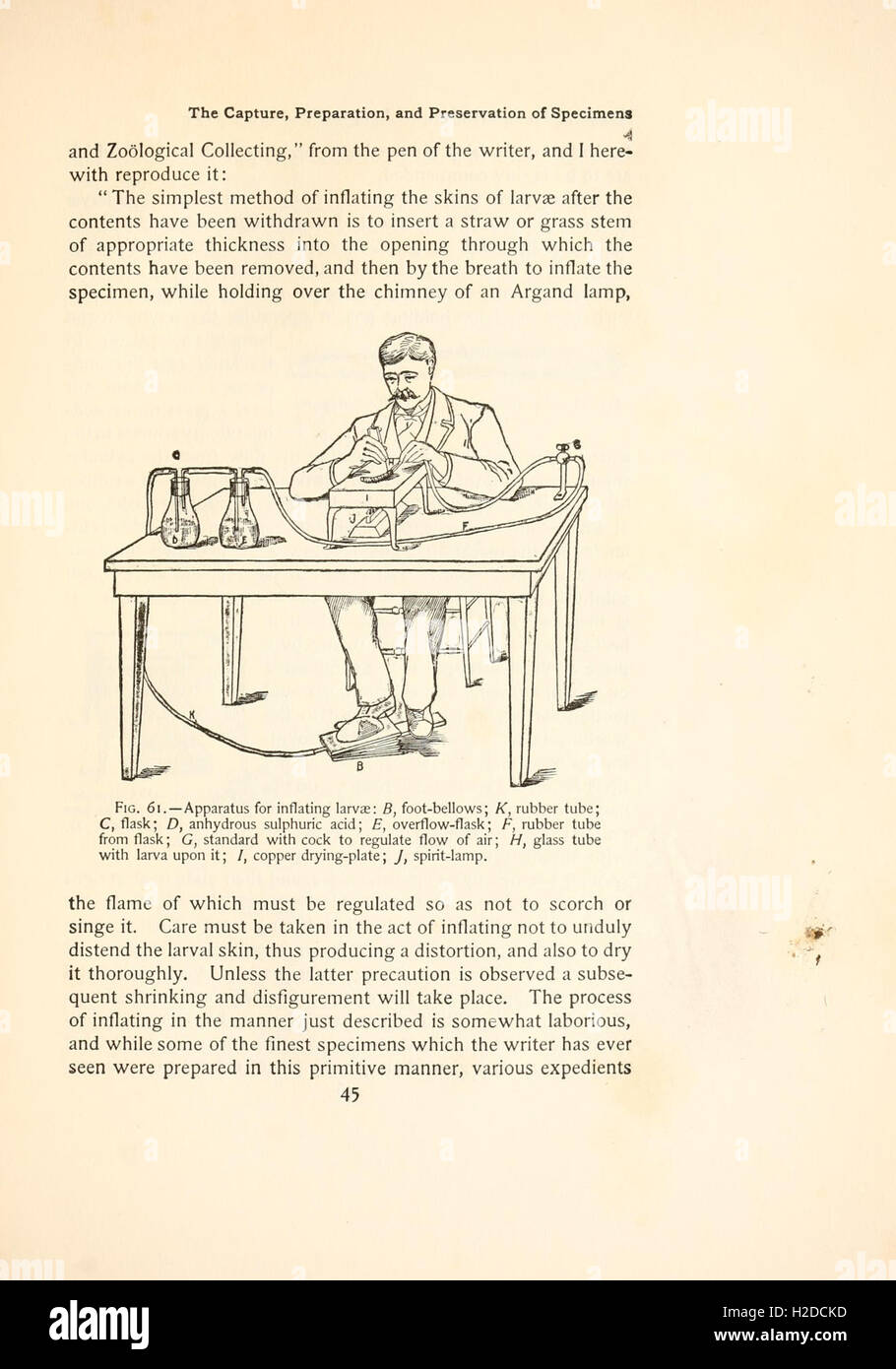 This page from 'The Butterfly Book' features a detailed illustration ...