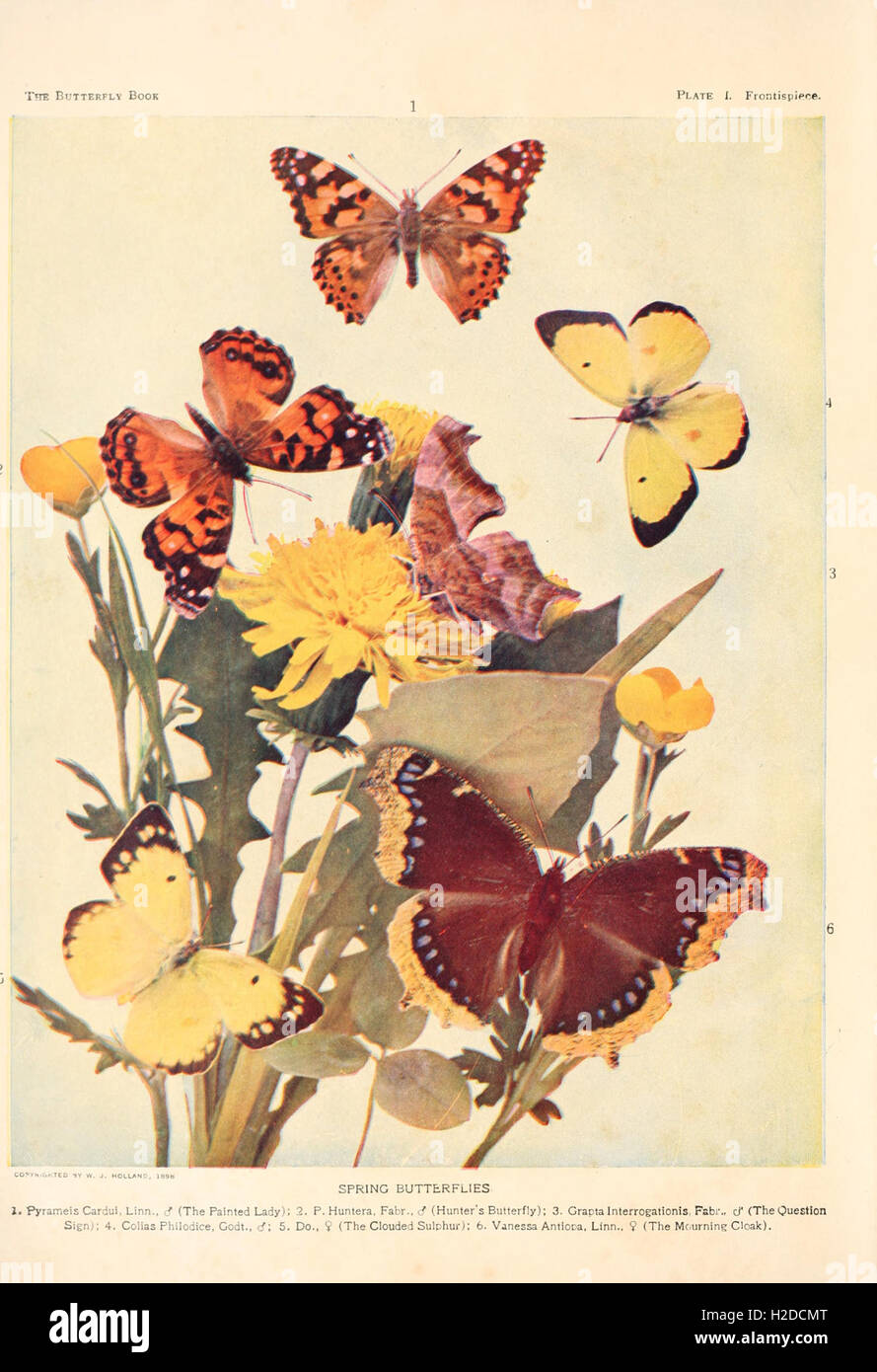 The butterfly book (Plate I Stock Photo - Alamy