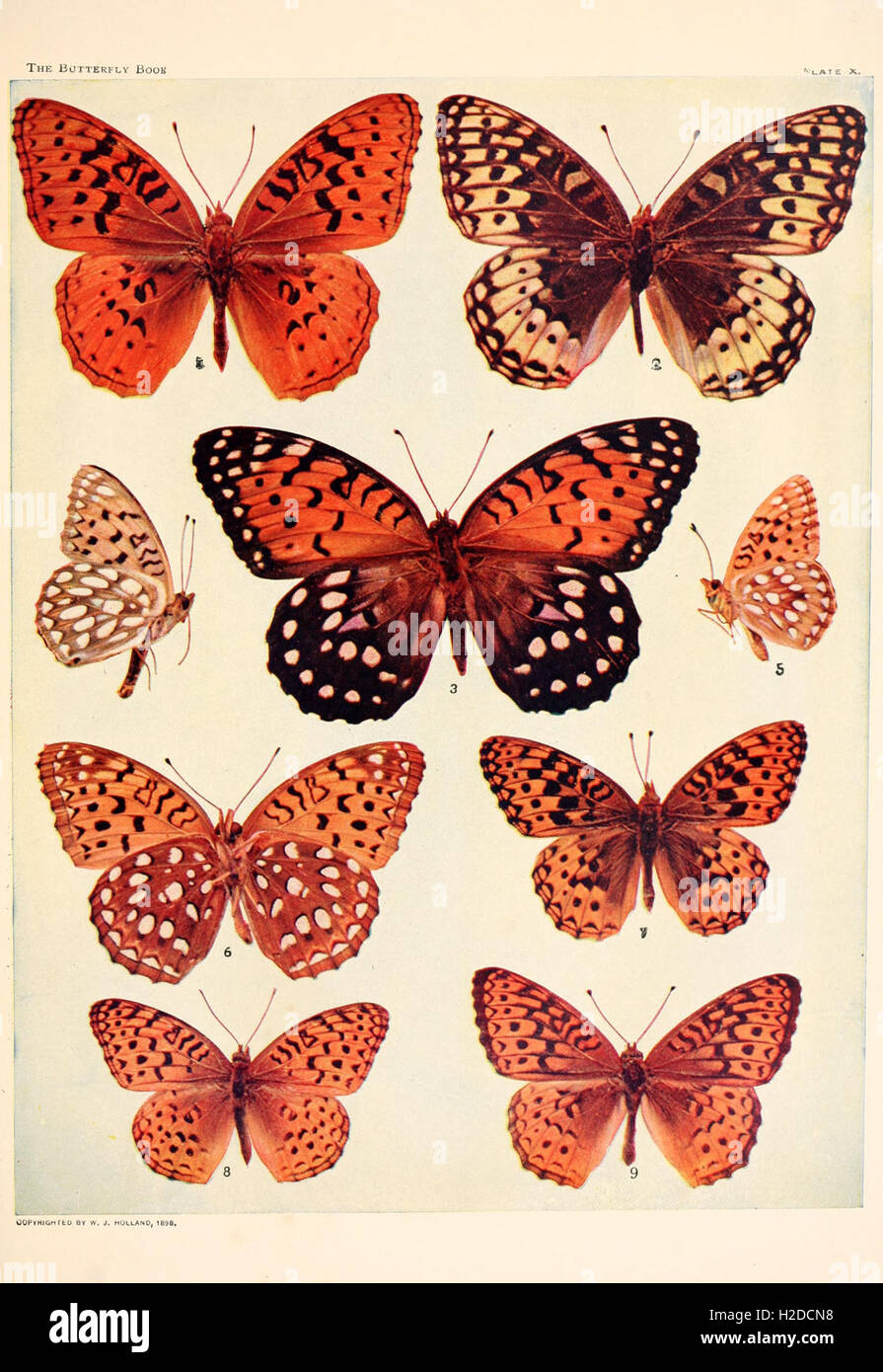 This work provides a detailed guide to the identification and study of ...
