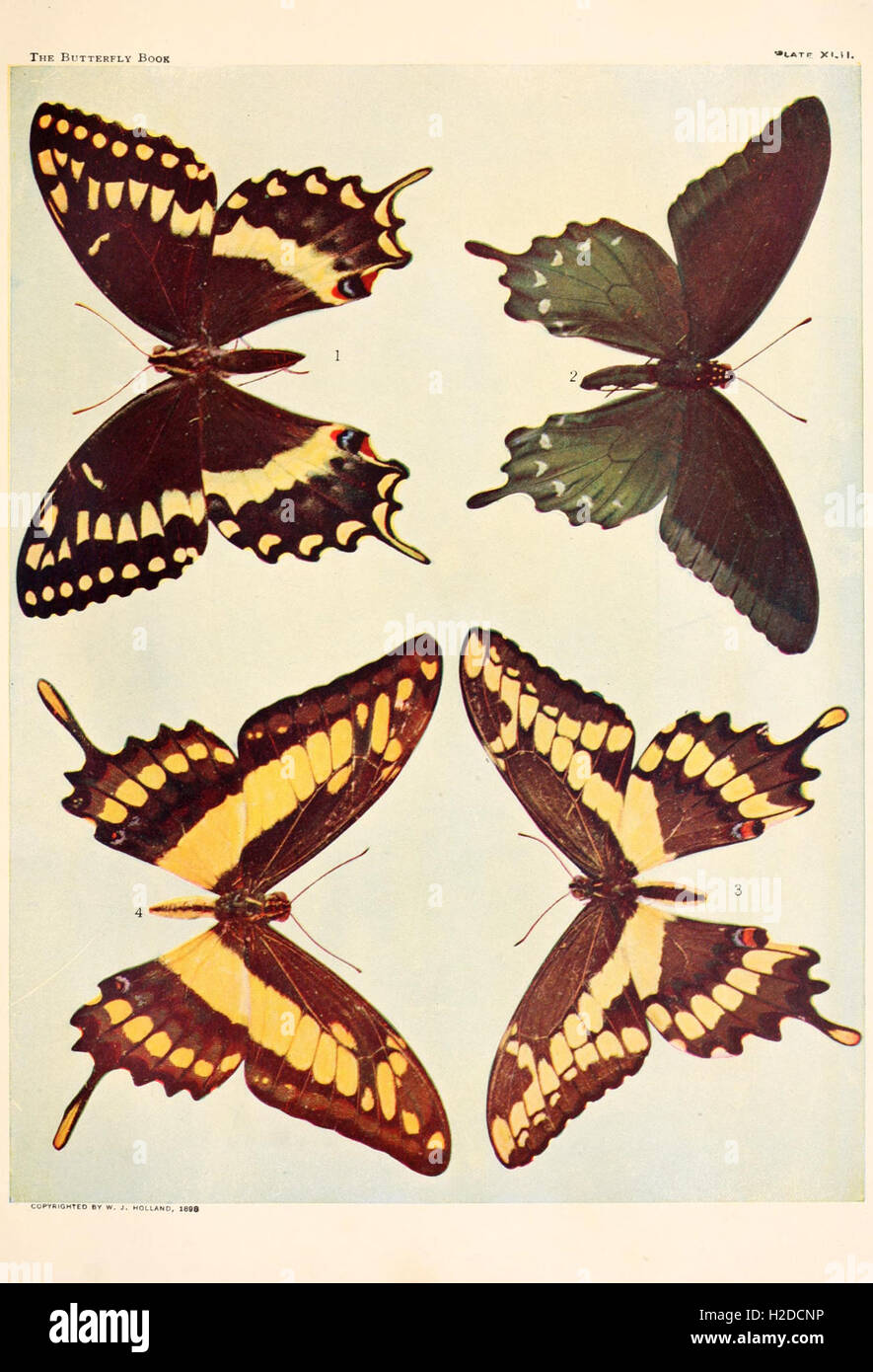 'The Butterfly Book' provides comprehensive information on butterfly ...