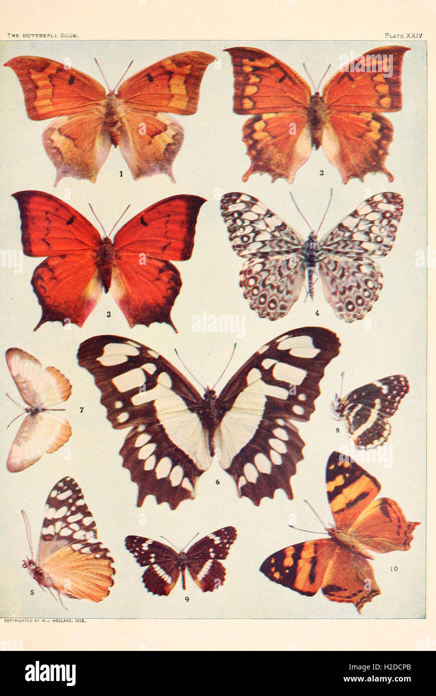 An illustrated guide to butterfly species, with details on ...