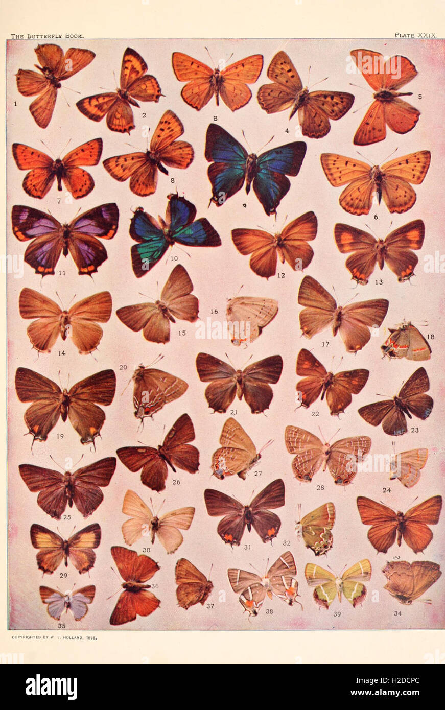 This book provides a detailed overview of butterflies, including their ...