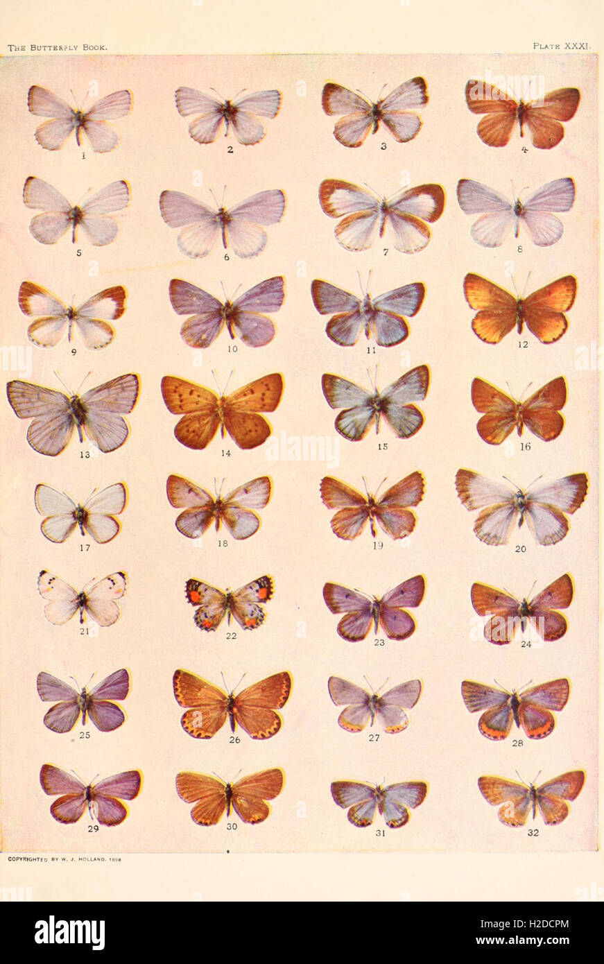 This book provides detailed descriptions and illustrations of butterfly ...