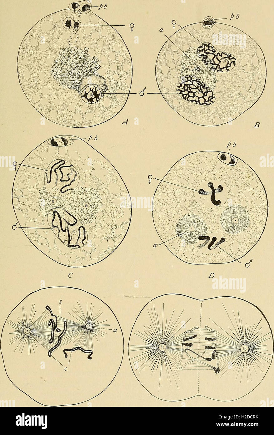 This work discusses cellular development and inheritance, focusing on ...