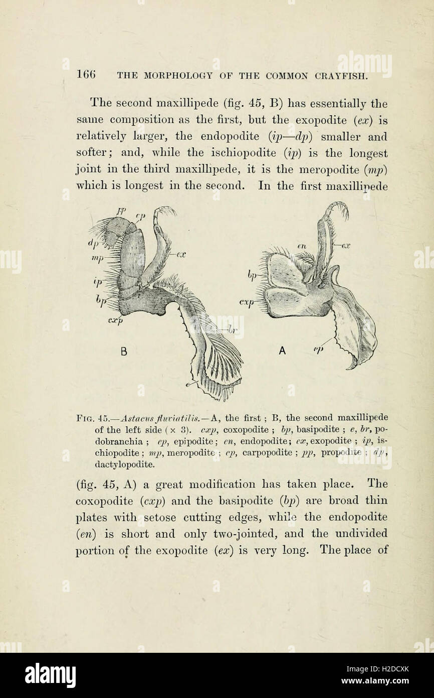A detailed study of crayfish, covering their biology, behavior, and ...