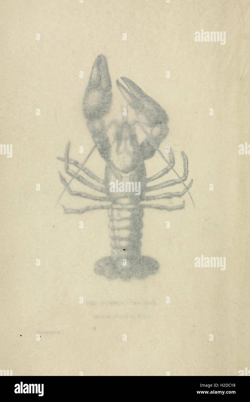 This work provides a comprehensive overview of the crayfish species ...