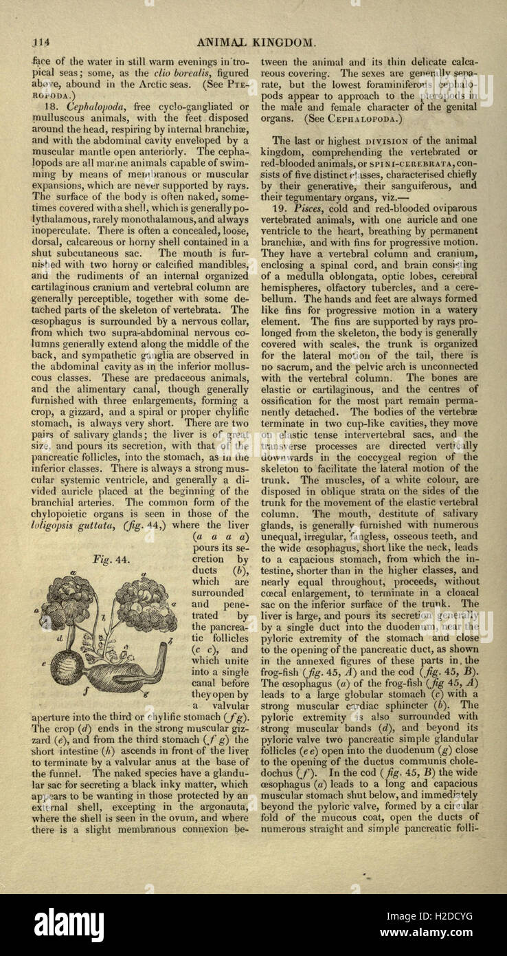 Cyclopædia of anatomy hi-res stock photography and images - Alamy