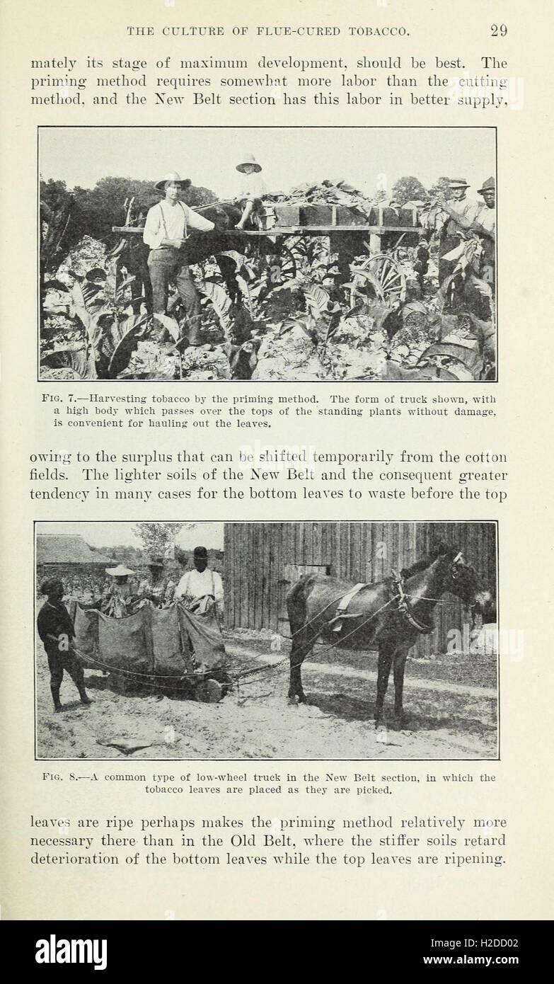 Flue cured tobacco cultivation hi-res stock photography and images - Alamy