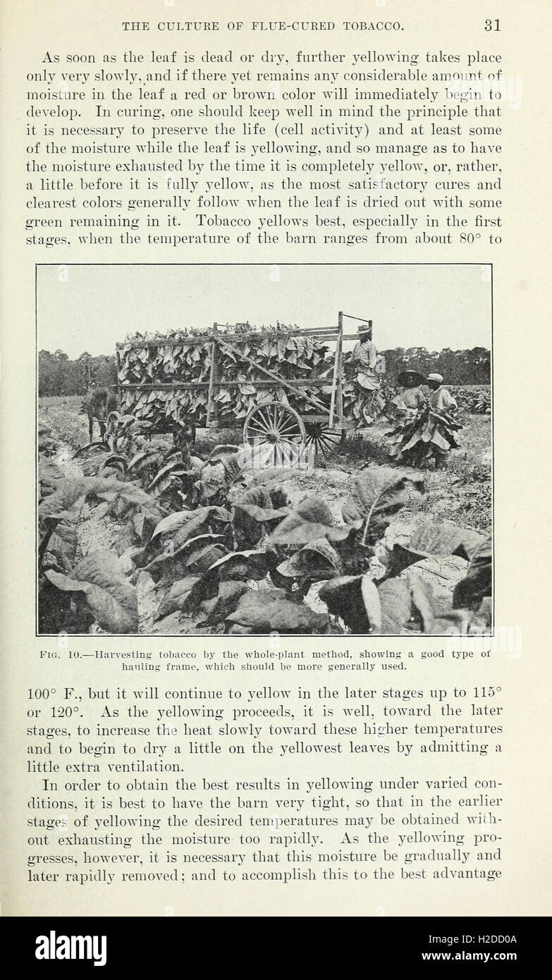 A guide to the cultivation of flue-cured tobacco, detailing planting ...
