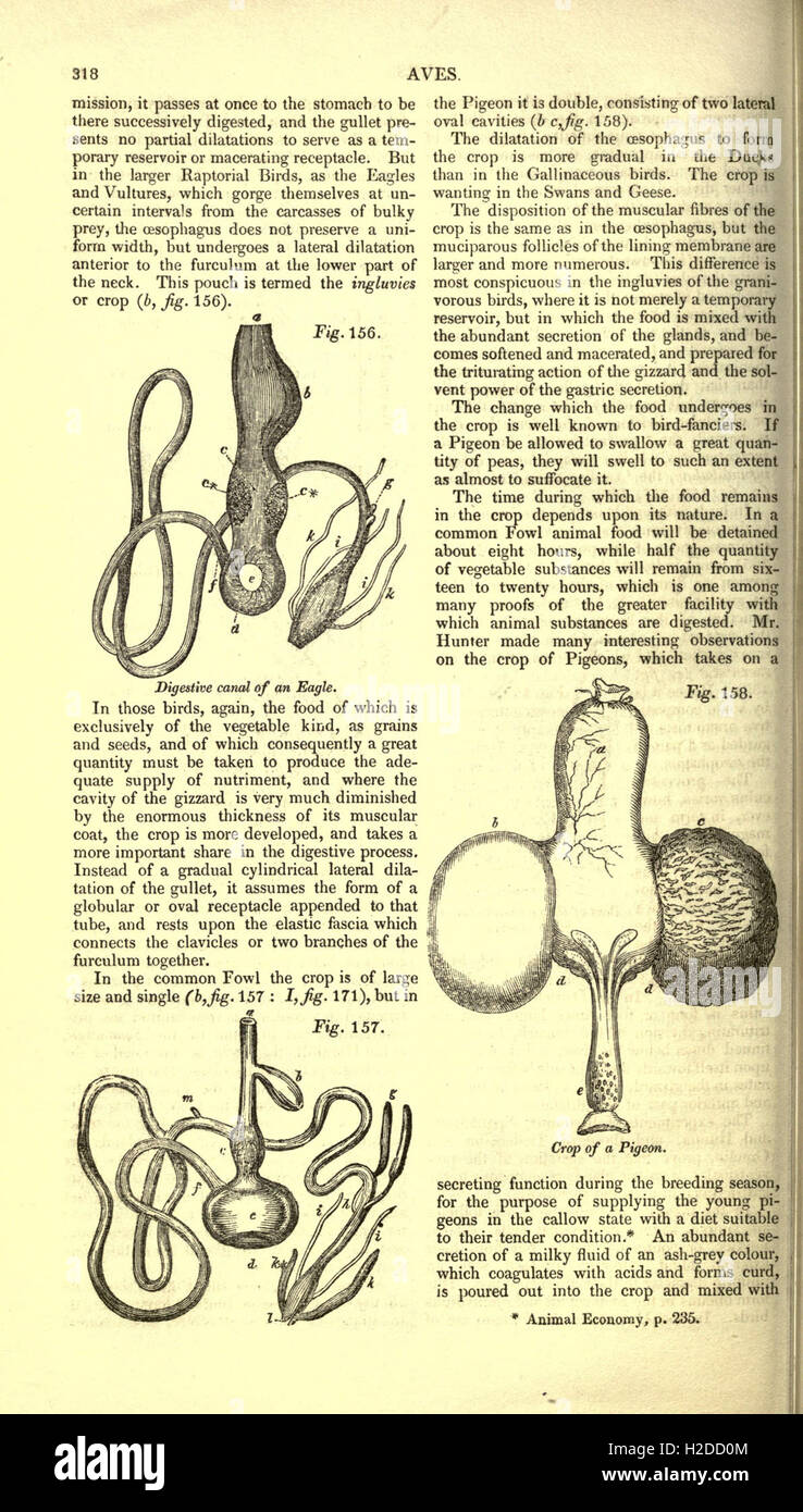 Cyclopædia of anatomy hi-res stock photography and images - Alamy