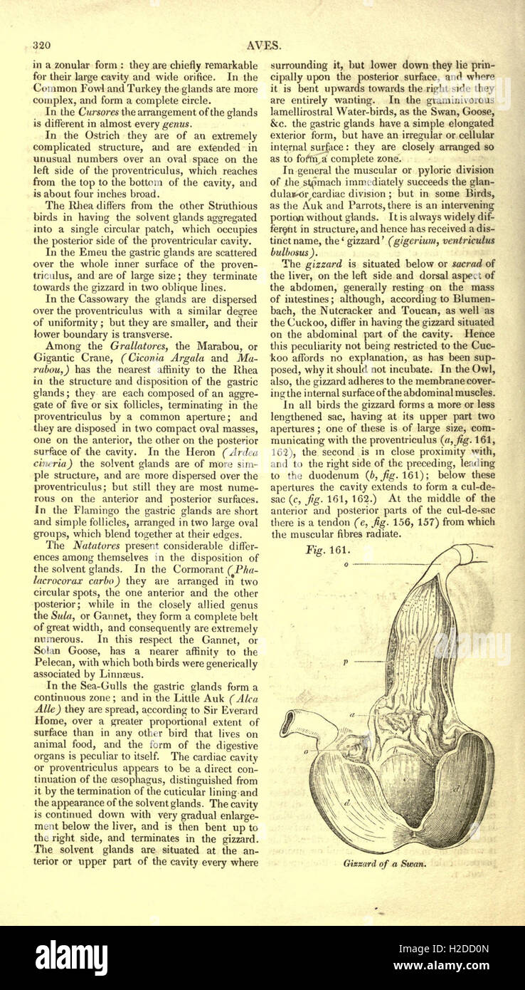 A comprehensive reference on anatomy and physiology, covering the ...