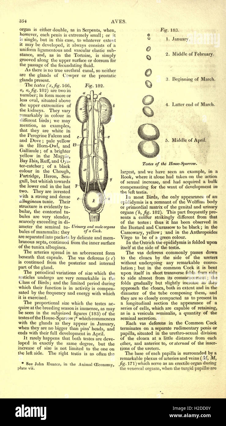 Cyclopædia of anatomy hi-res stock photography and images - Alamy