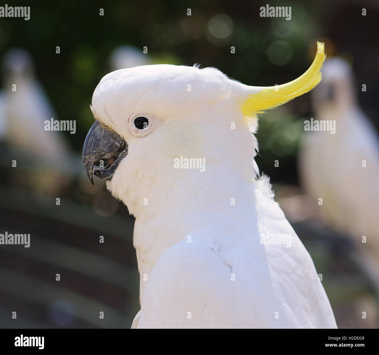 australian cockatoo closeup portrait outdoors Stock Photo - Alamy