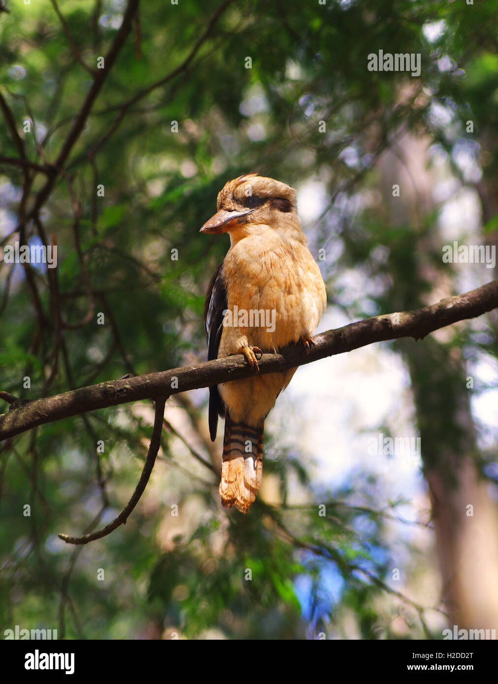 Australian laughing Kookaburra in nature Stock Photo - Alamy
