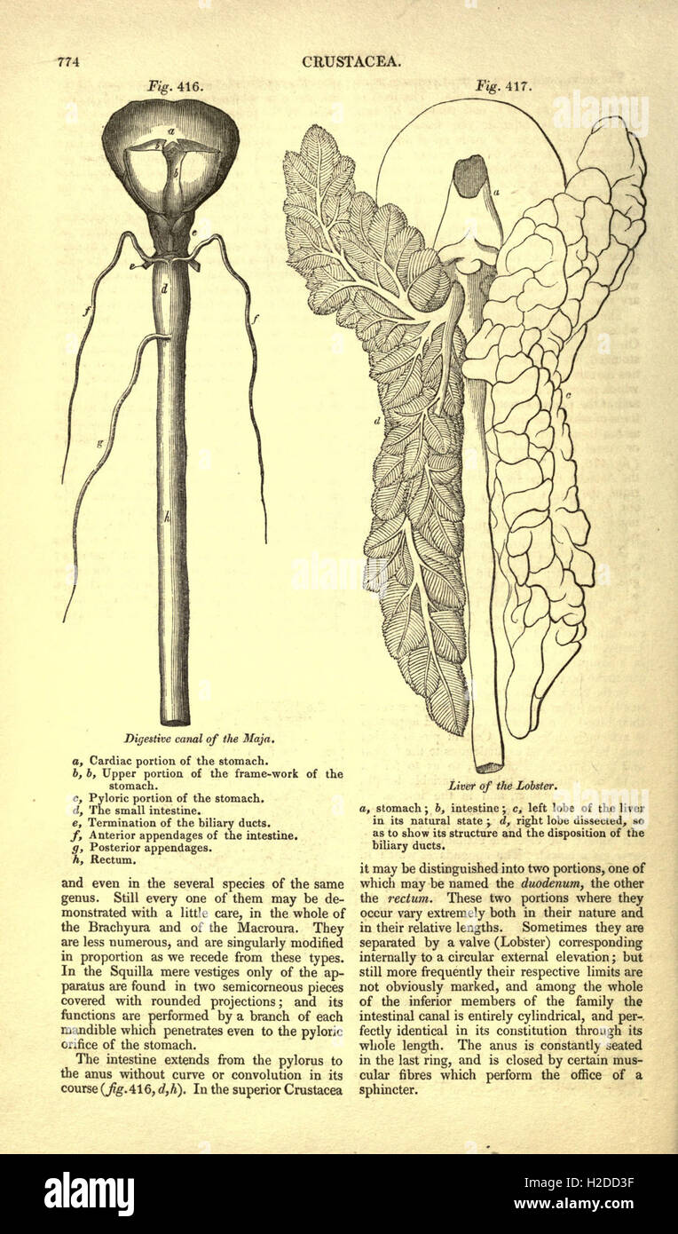 This entry in The Cyclopaedia of Anatomy and Physiology provides ...