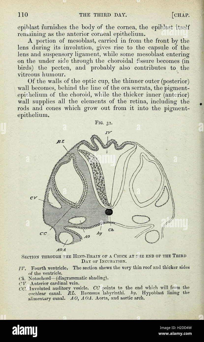 This page presents fundamental principles of embryology, covering early ...