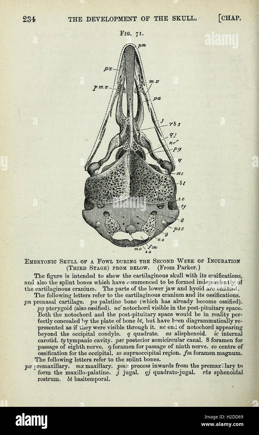 A textbook on the fundamental principles of embryology, focusing on ...