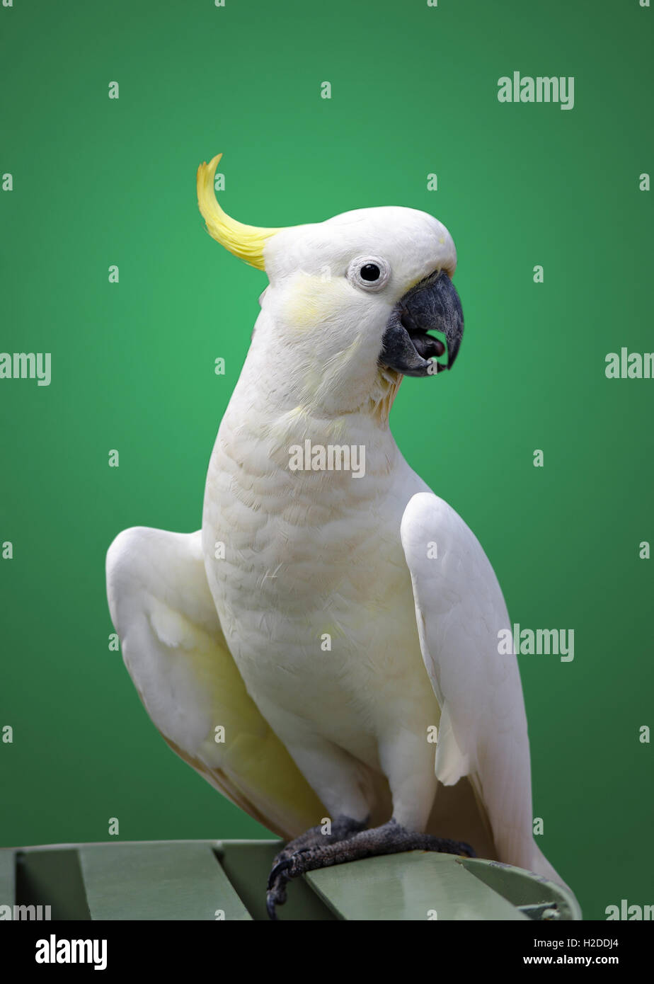 australian cockatoo closeup portrait over green Stock Photo - Alamy