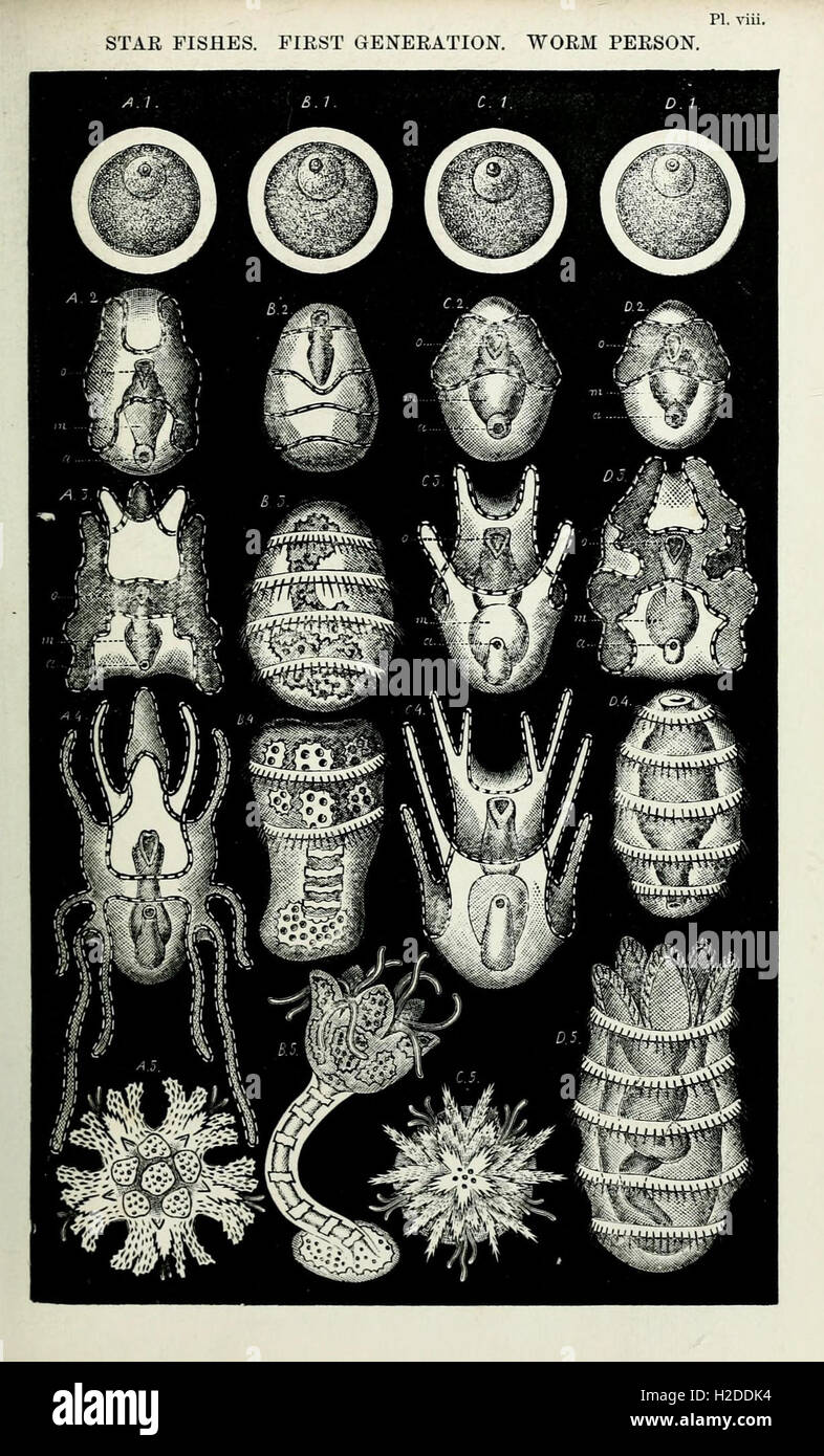 This work examines the development of Earth and its life forms ...