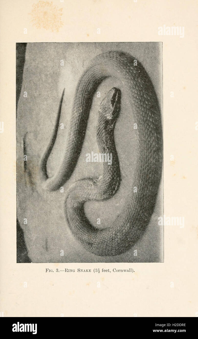 This work explores the life-history and local distribution of serpents ...