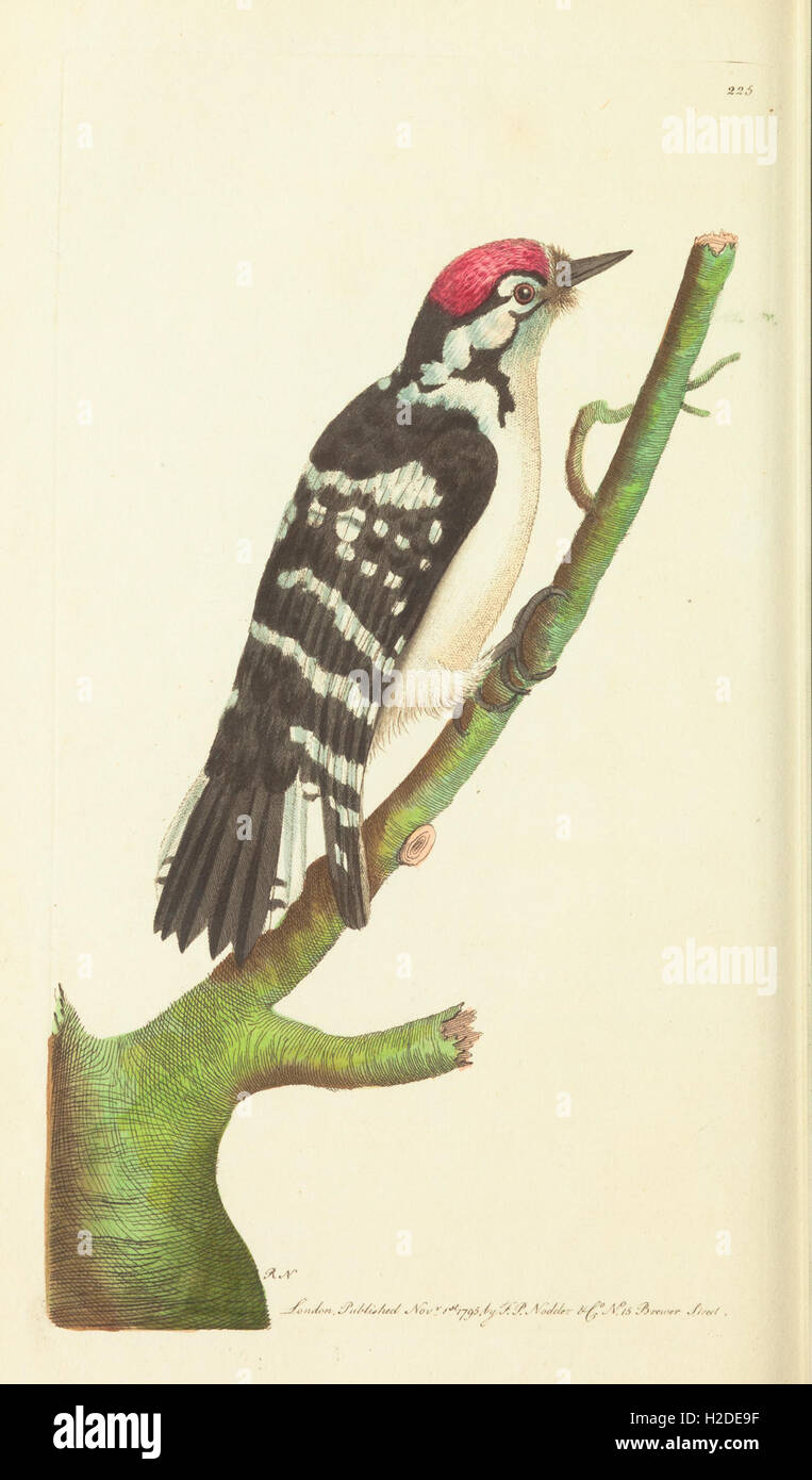 The naturalist's miscellany, or Coloured figures of natural objects ...