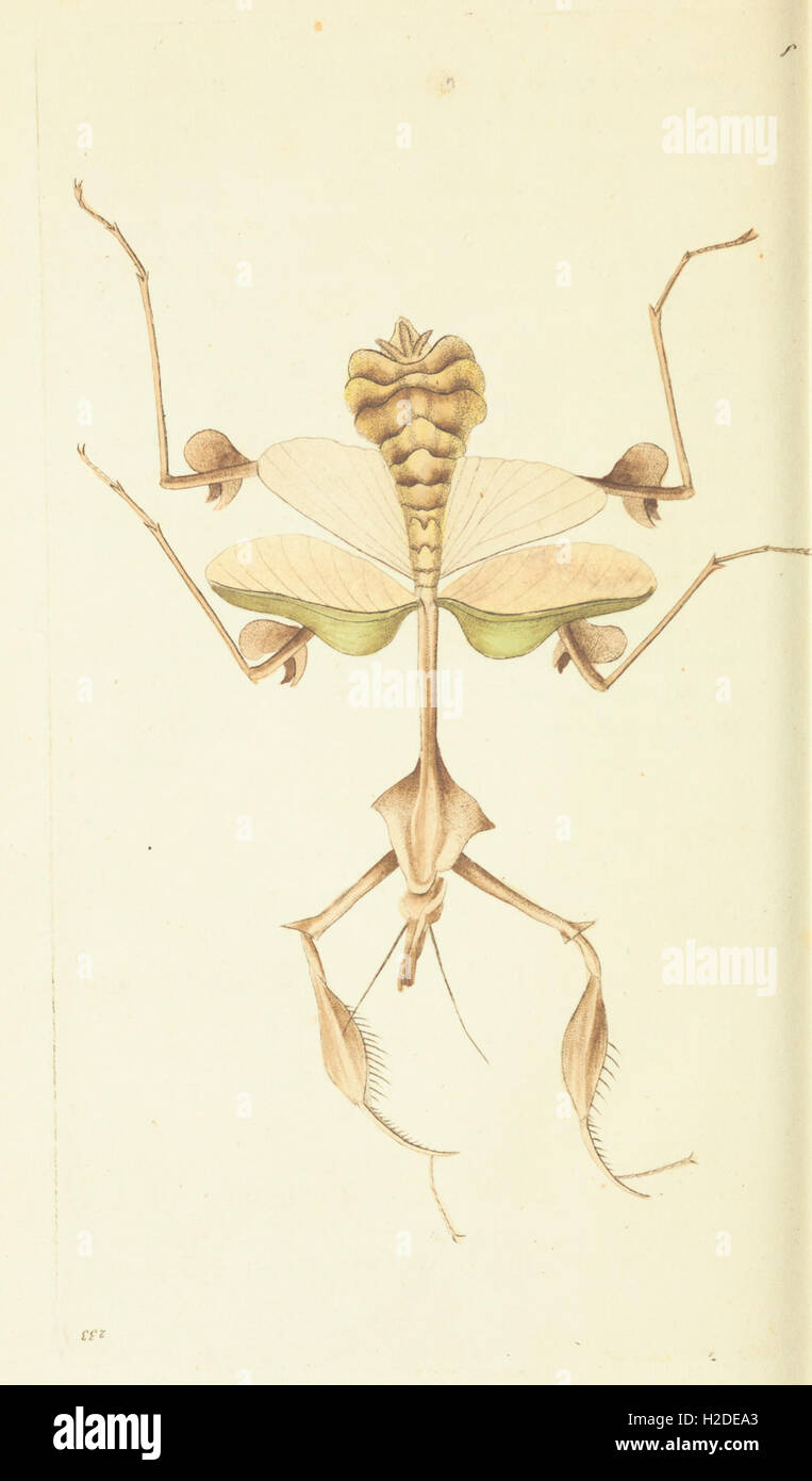 This work features detailed colored illustrations of natural objects ...