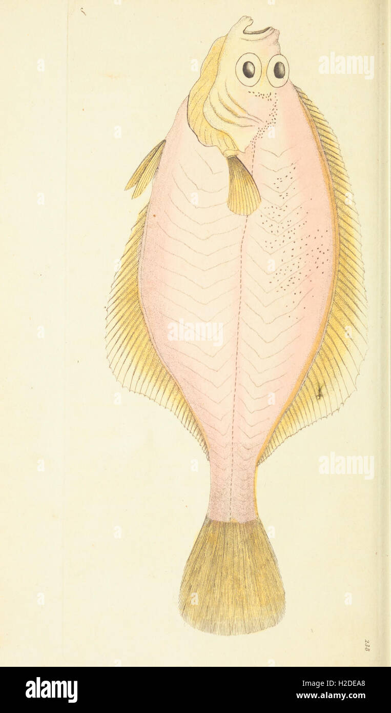 This publication presents a variety of natural objects, illustrated ...