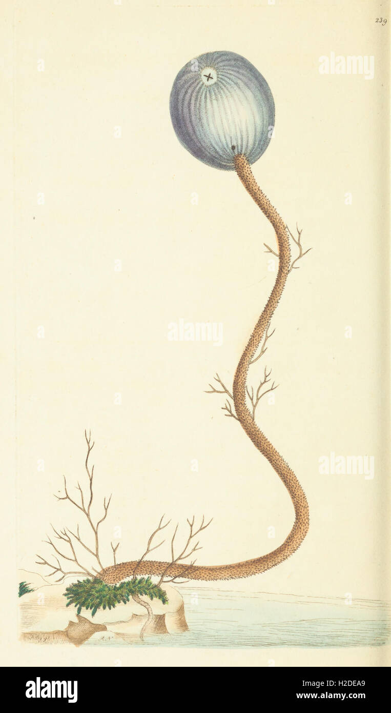 A collection of colored illustrations of various natural objects ...