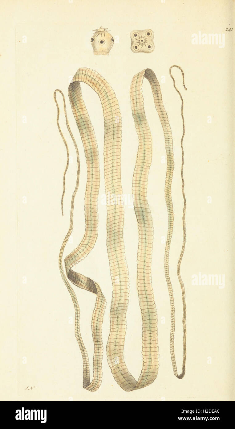 An illustrated collection of natural objects, including plants, animals ...