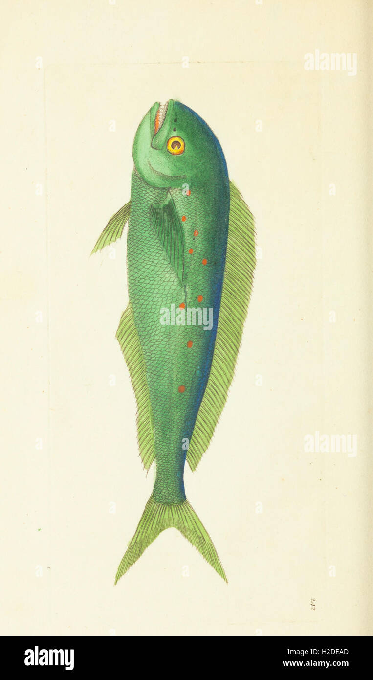 This work presents colored illustrations of various natural objects ...