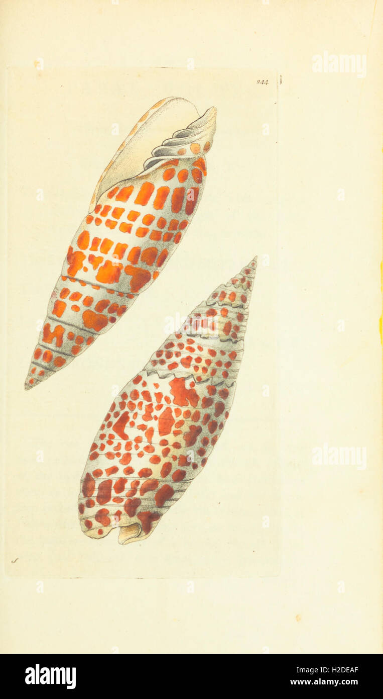 A natural history collection featuring colored illustrations of various ...