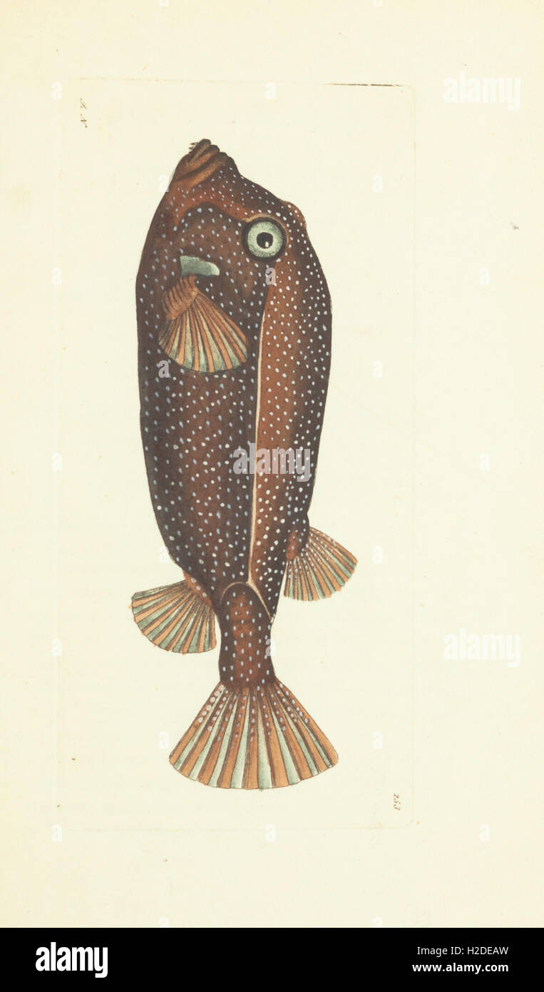 This work compiles various colored illustrations of natural objects ...
