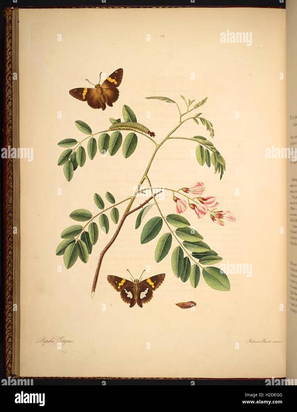 This study covers the natural history of rare lepidopterous insects in ...