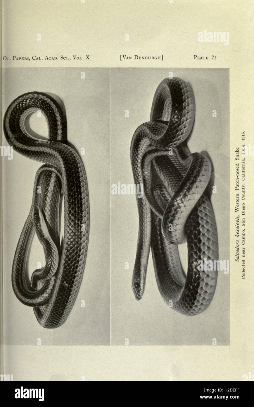 This work provides a detailed account of reptile species found in ...