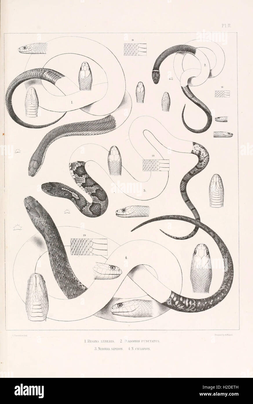 This work offers a detailed look at North American reptiles and ...