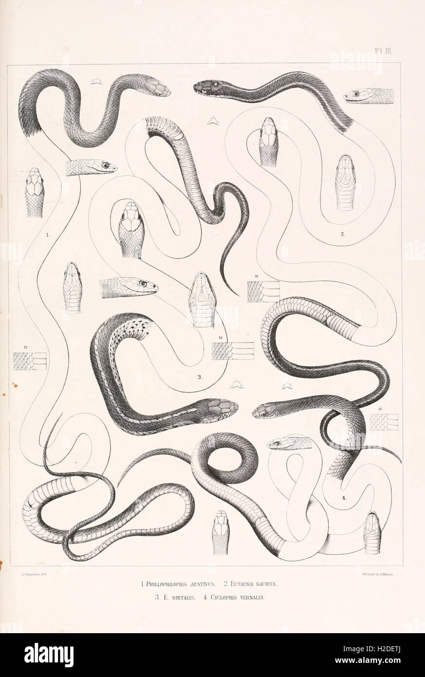 This work presents a detailed study of North American reptiles and ...