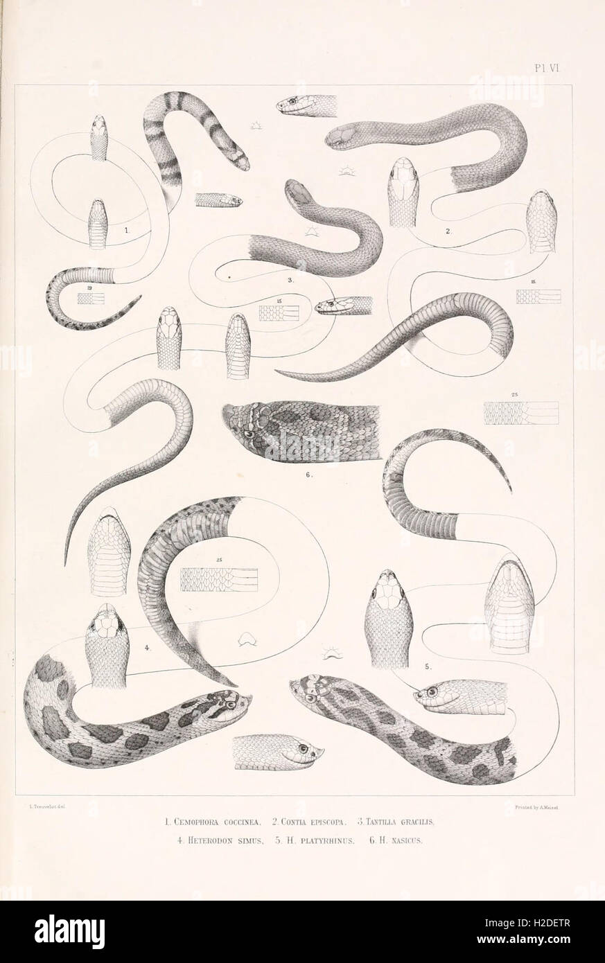 The reptiles and batrachians of North America (Plate VI Stock Photo - Alamy