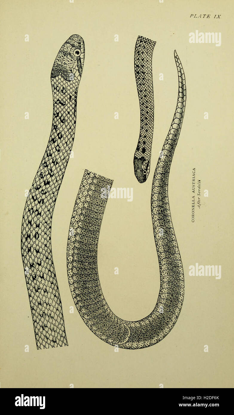 The snakes of Europe Stock Photo - Alamy