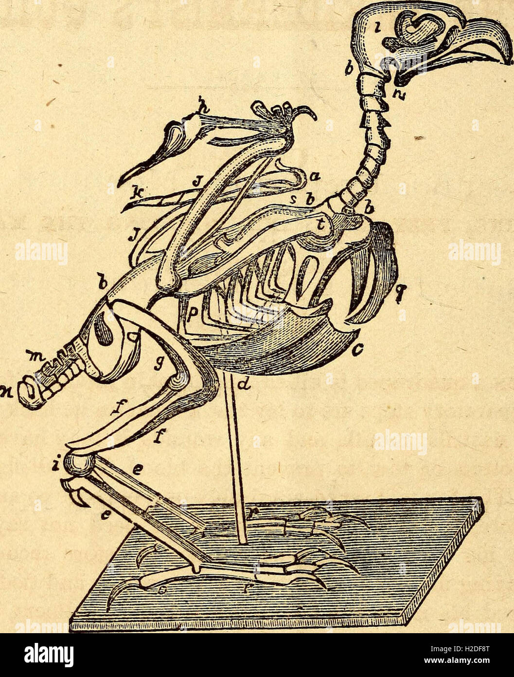 This guide provides comprehensive instructions for taxidermy, including ...