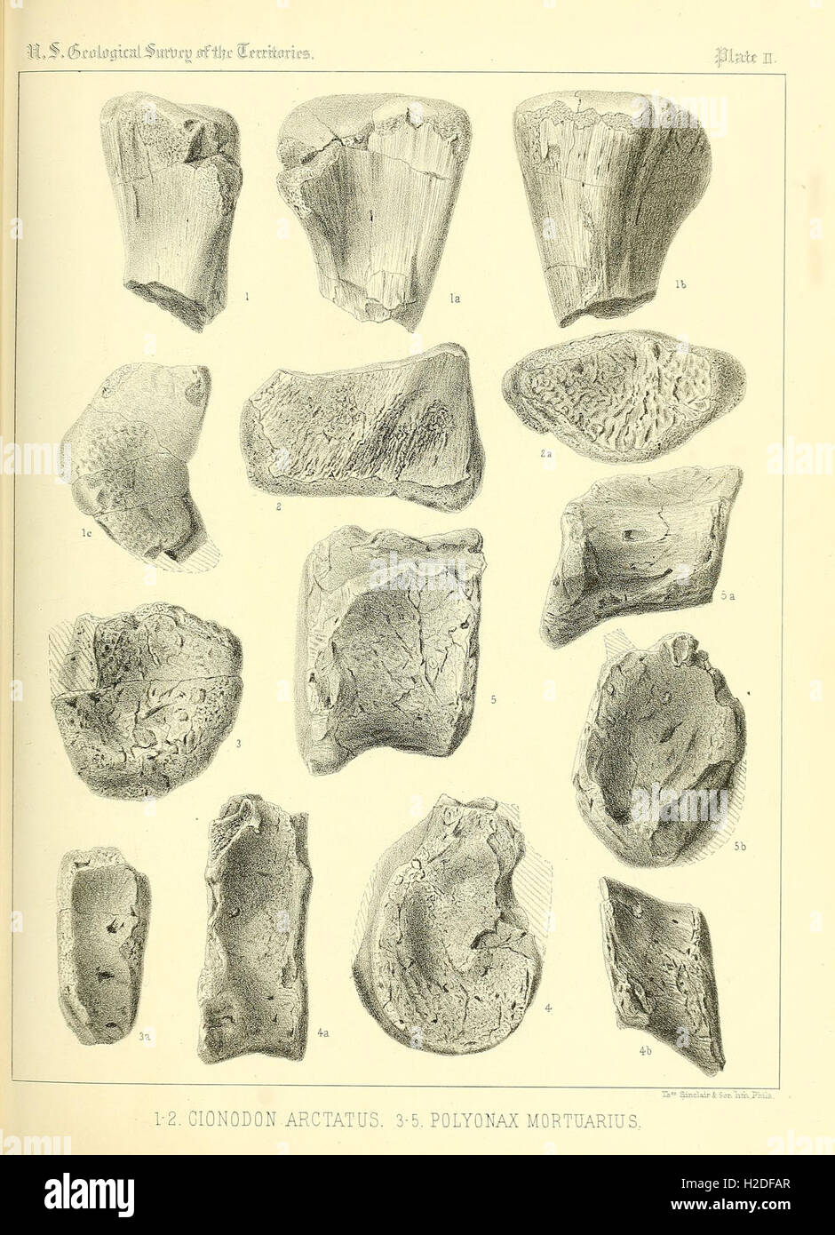 The Vertebrata of the Cretaceous formations of the West Stock Photo - Alamy