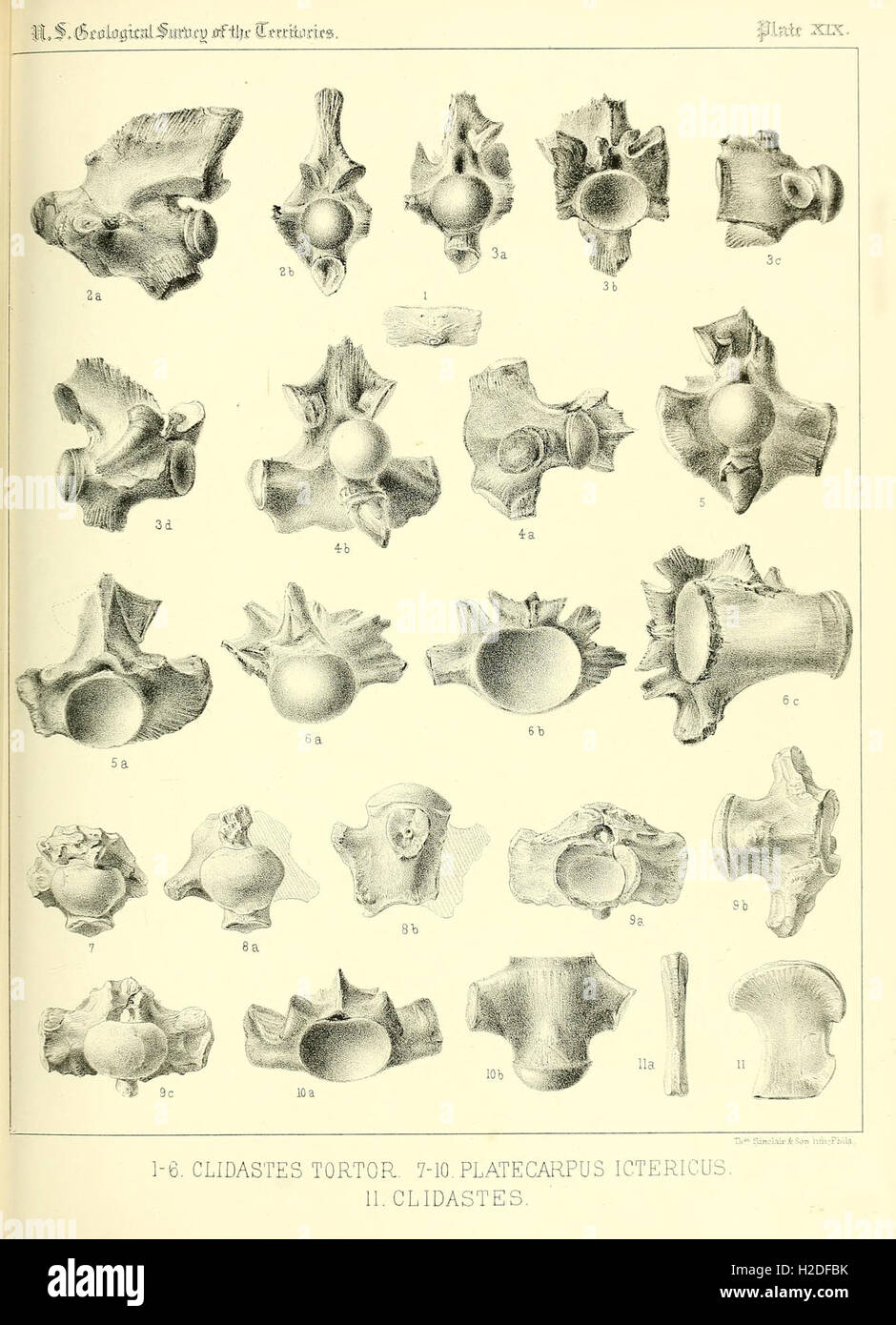 The Vertebrata of the Cretaceous formations of the West Stock Photo - Alamy