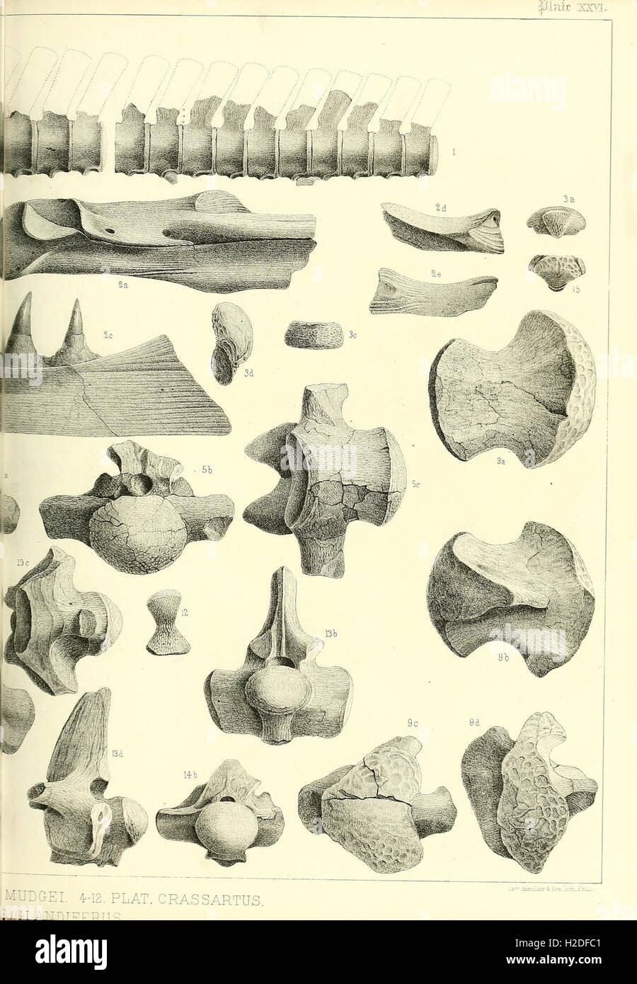 The Vertebrata of the Cretaceous formations of the West Stock Photo - Alamy