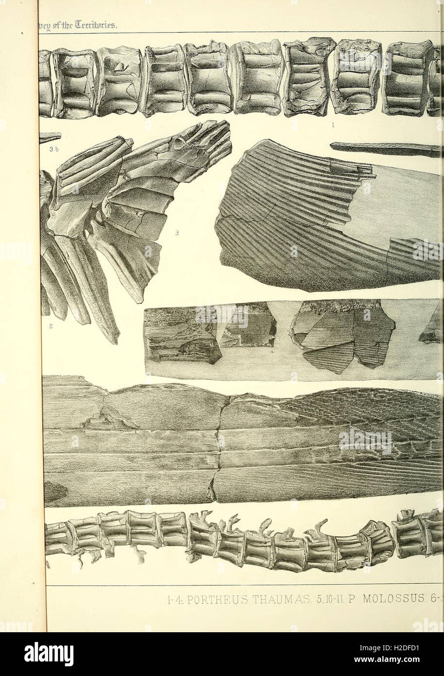 This work explores the vertebrate fossils found in the Cretaceous rock ...