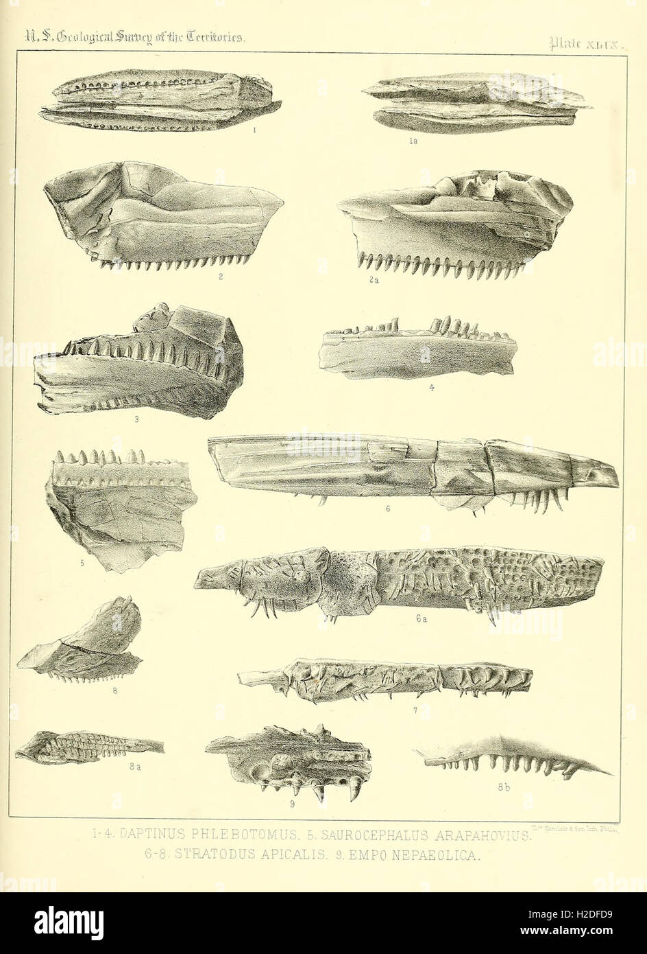 This work explores the vertebrate fossils found in Cretaceous ...