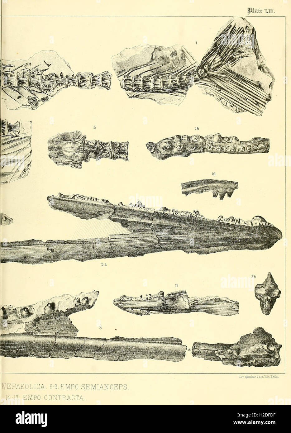This work discusses the vertebrate fossils discovered in the Cretaceous ...