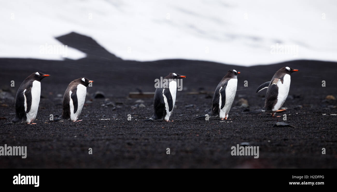 Gentoo Penguins, their backs to a howling wind, walk down the beach on ...