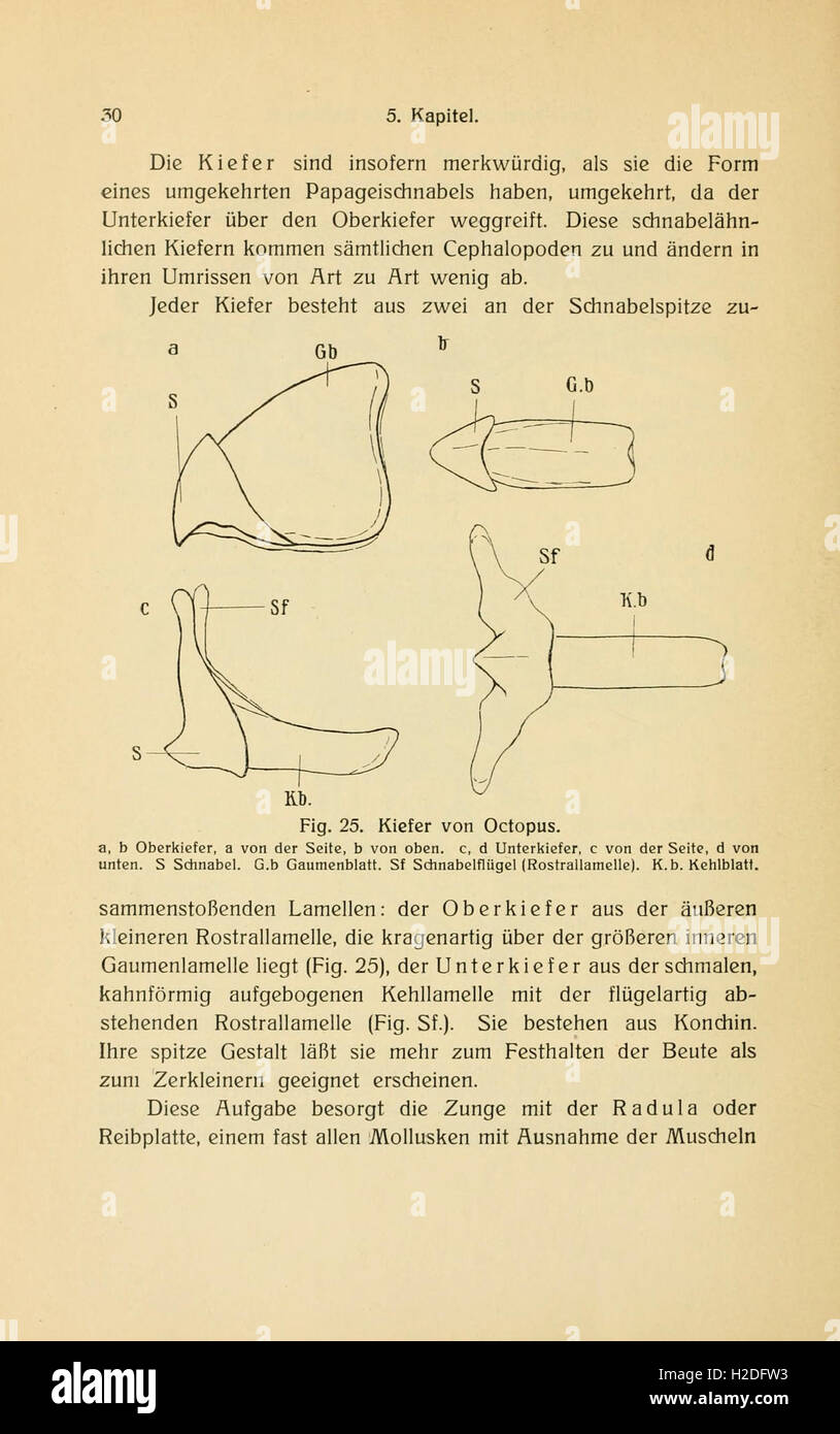 A scientific study on squids, focusing on their biology, anatomy ...